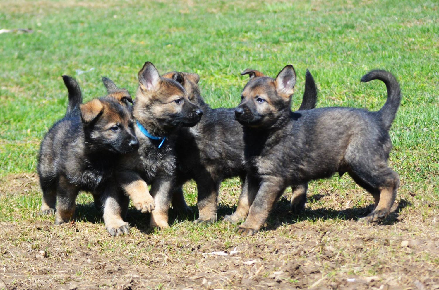 Why Us - Protection Dogs Alberta